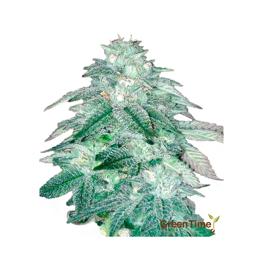 Semillas A Granel Matanuska Feminizada | Green Time