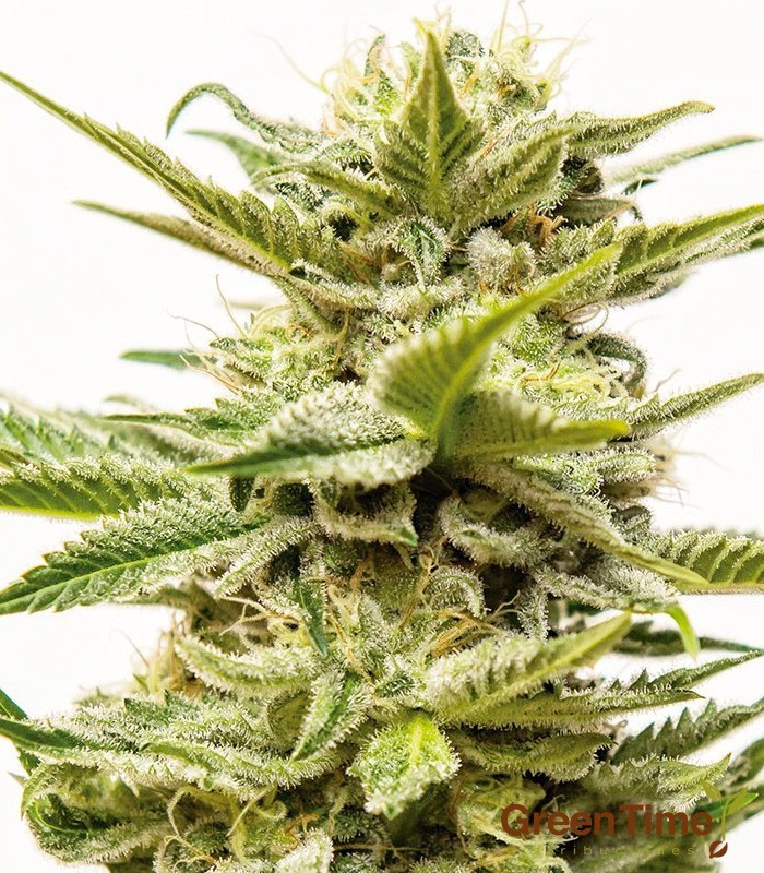 Semillas Sheer Kush Auto XXL de Sheer Seeds | Green Time
